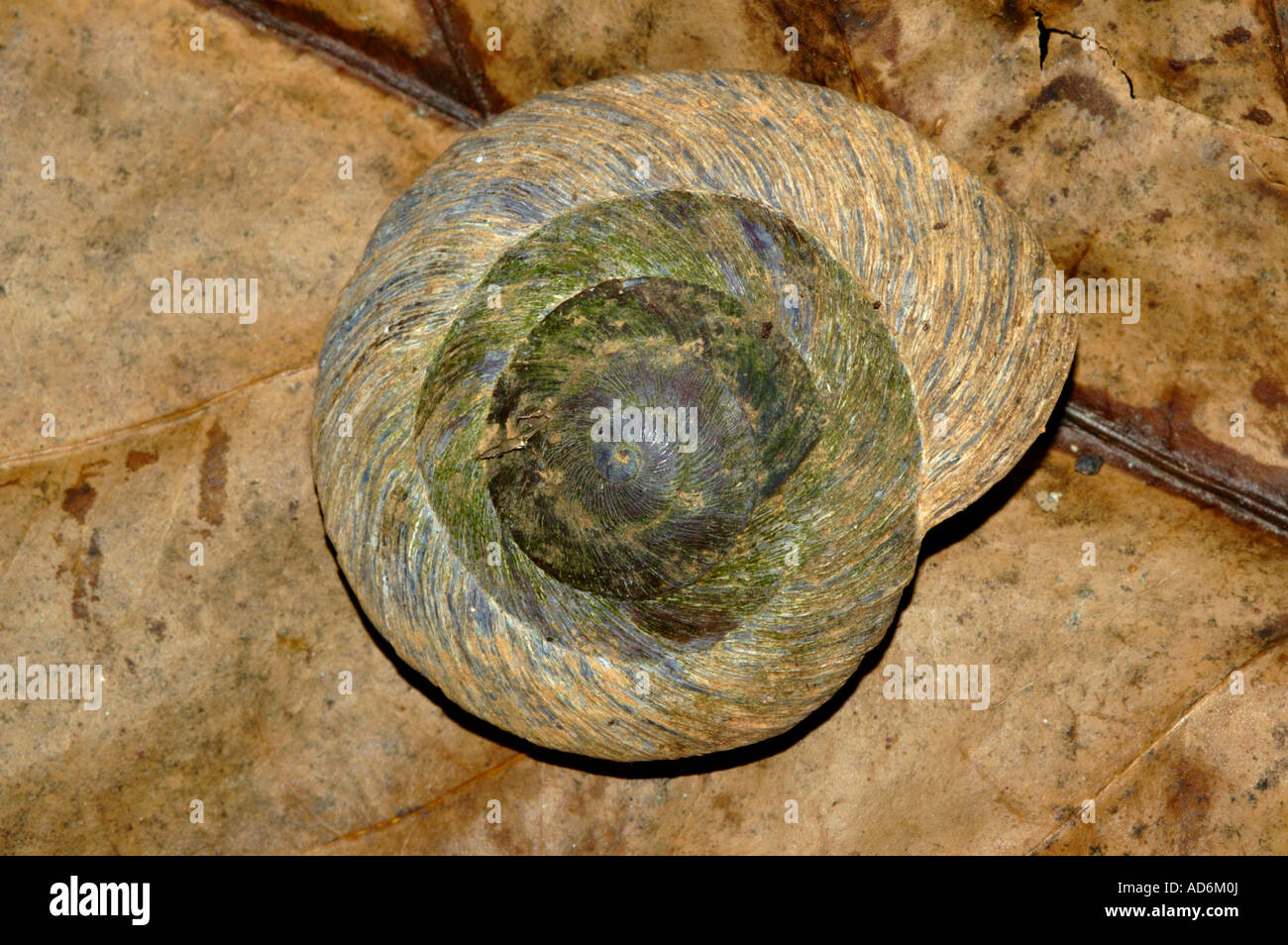 Puerto Rican snail shell Stock Photo - Alamy