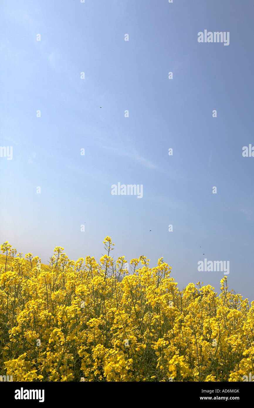 OIL SEED RAPE FIELD, NORFOLK, UK Stock Photo - Alamy
