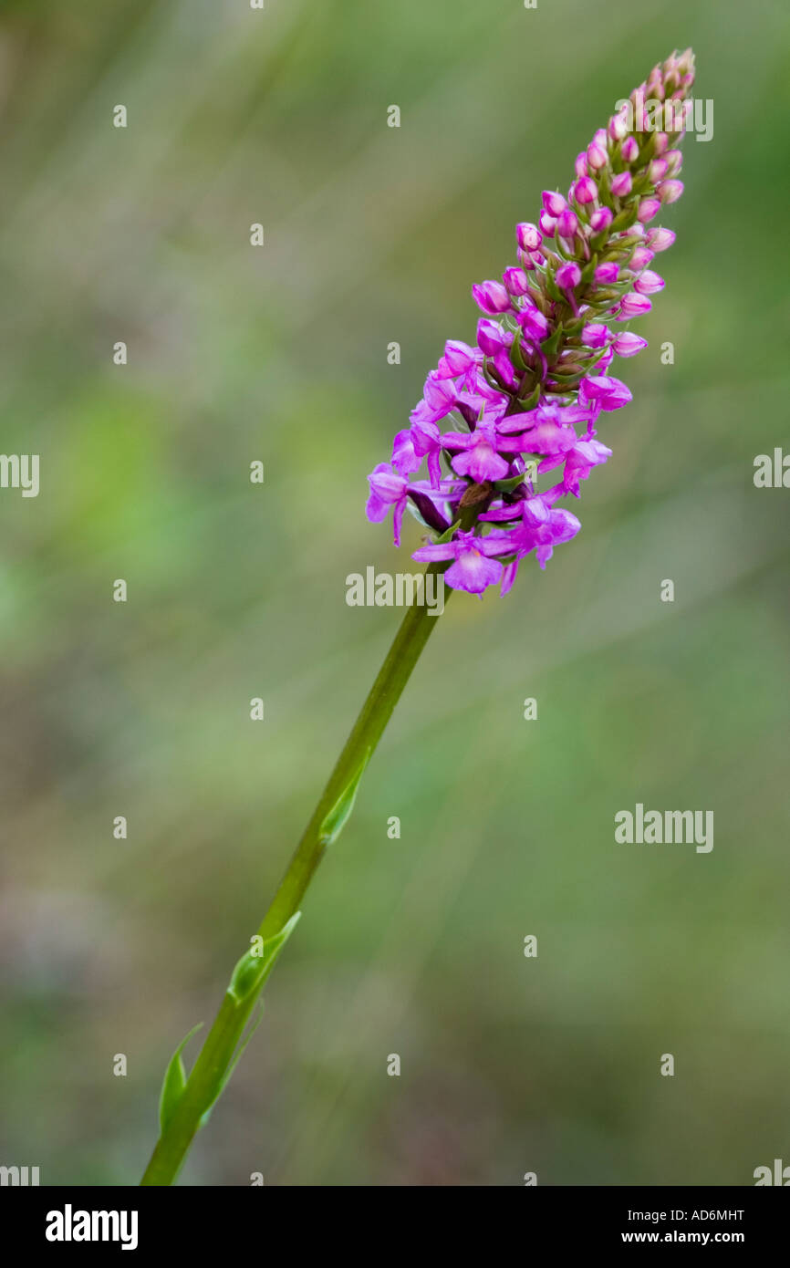 horizontal portraite photograph of a fragrant orchid Stock Photo - Alamy