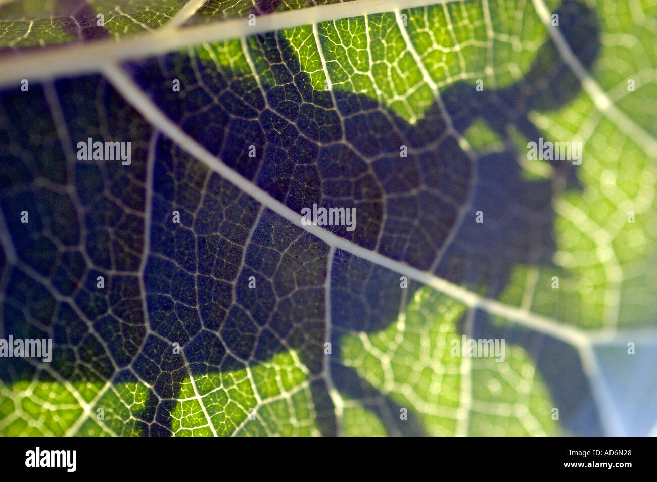 macro wild insects shadow Stock Photo - Alamy