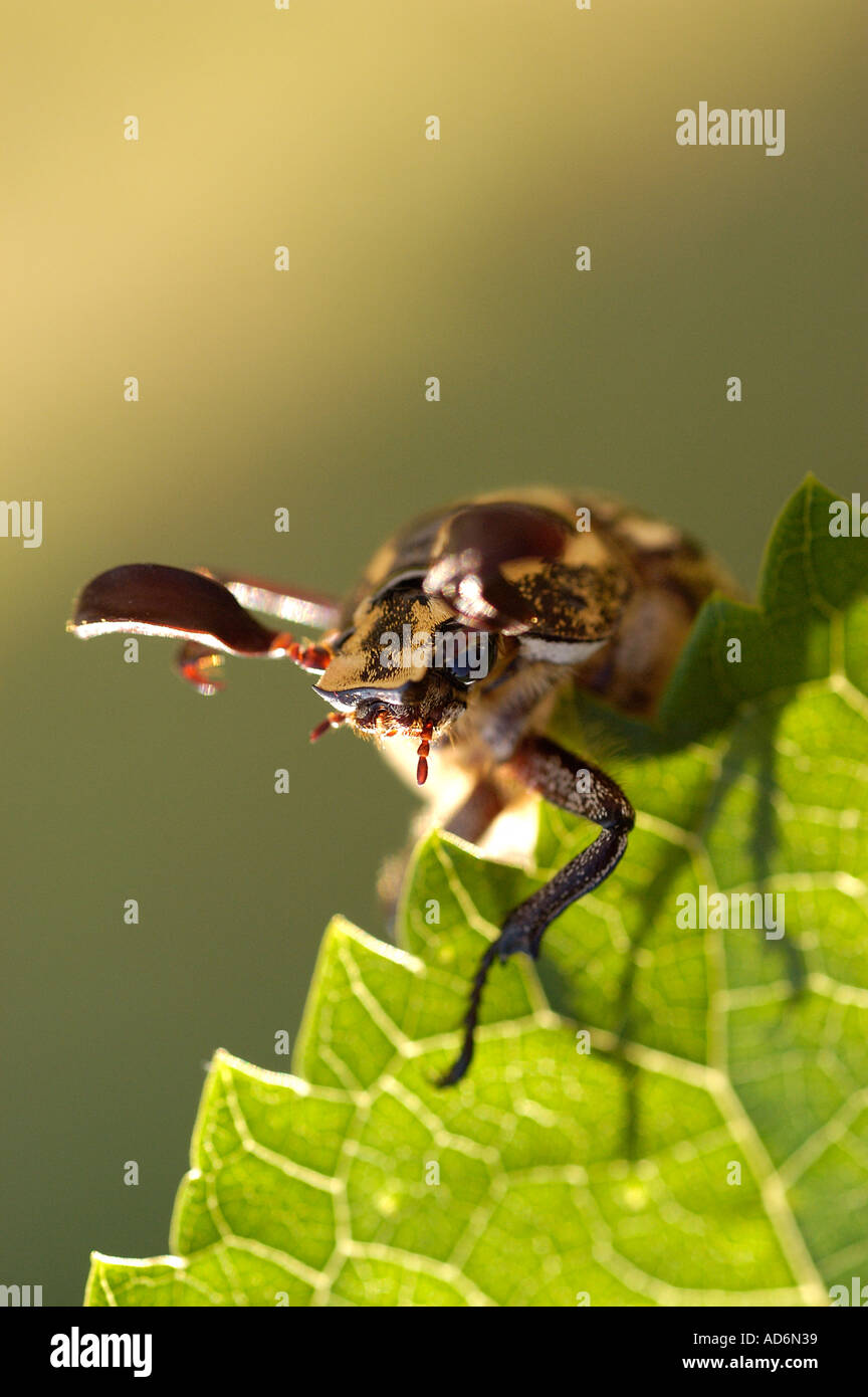 Wild insects hi-res stock photography and images - Alamy