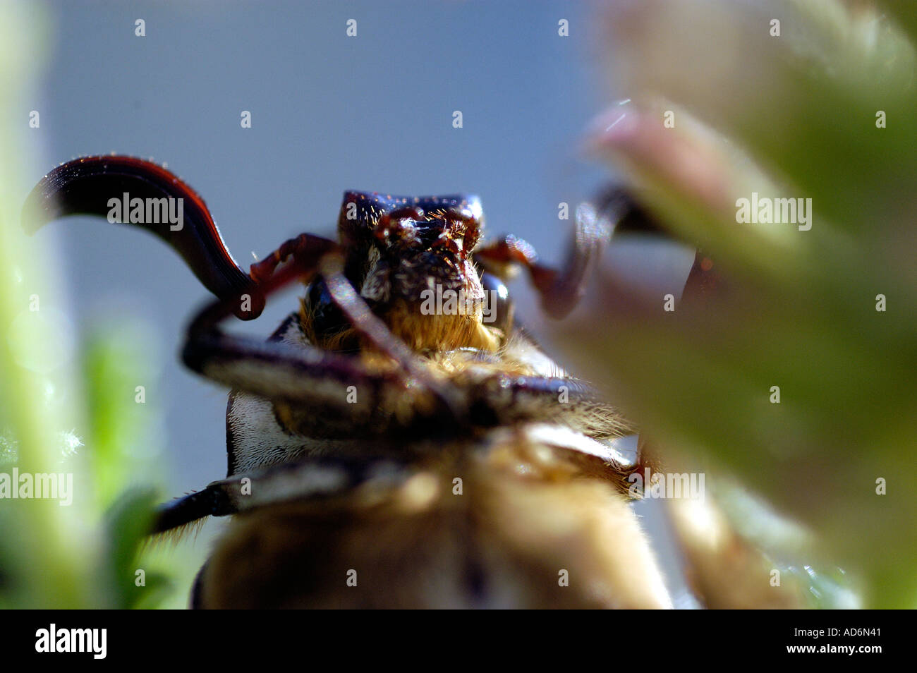 Wild insects hi-res stock photography and images - Alamy