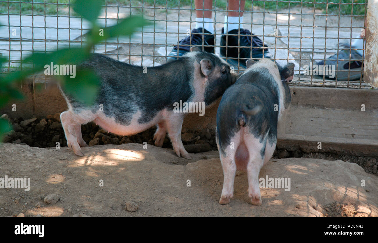 Pigs in Amish farm, Lancaster, Pennsylvania, USA Stock Photo - Alamy