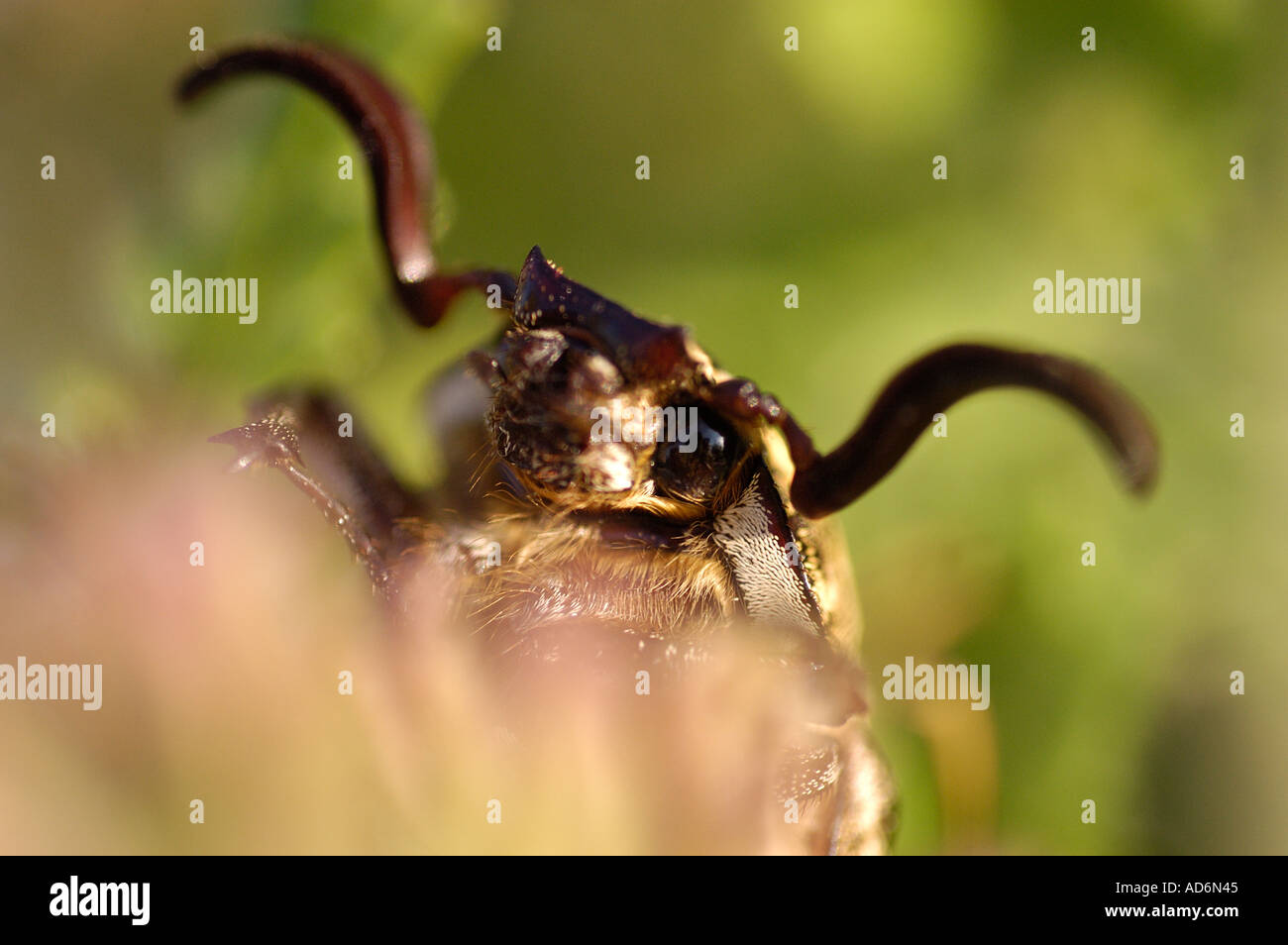 macro wild insects horns Stock Photo - Alamy