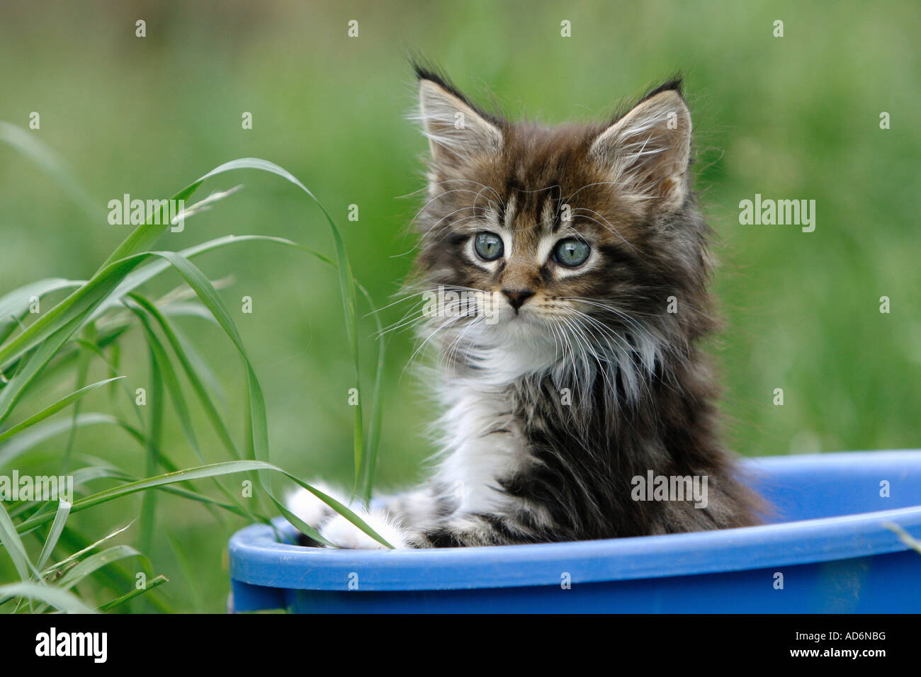 Maine Coon kitten in bucket Stock Photo - Alamy