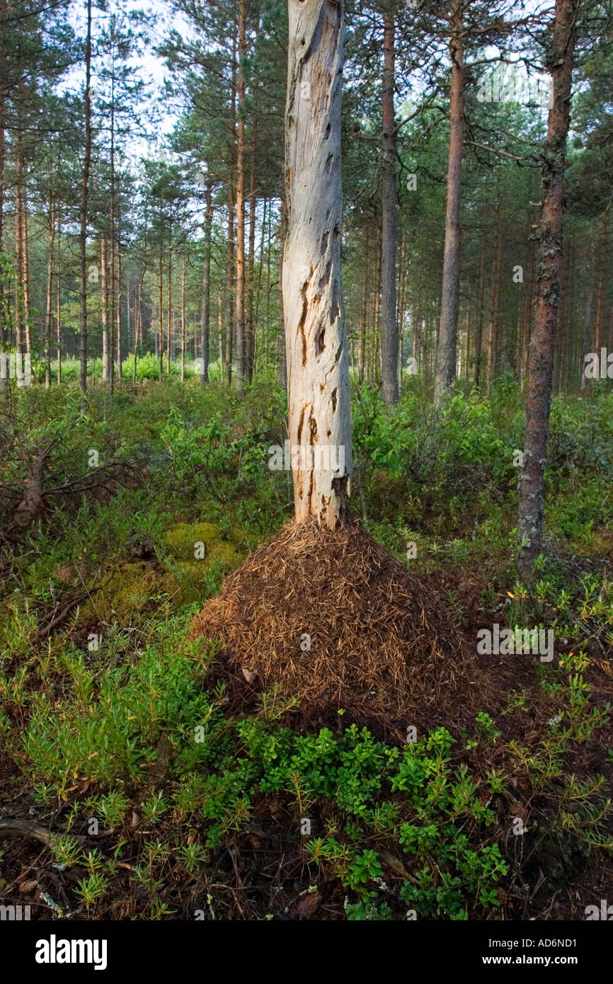 Around a tree Stock Photo - Alamy