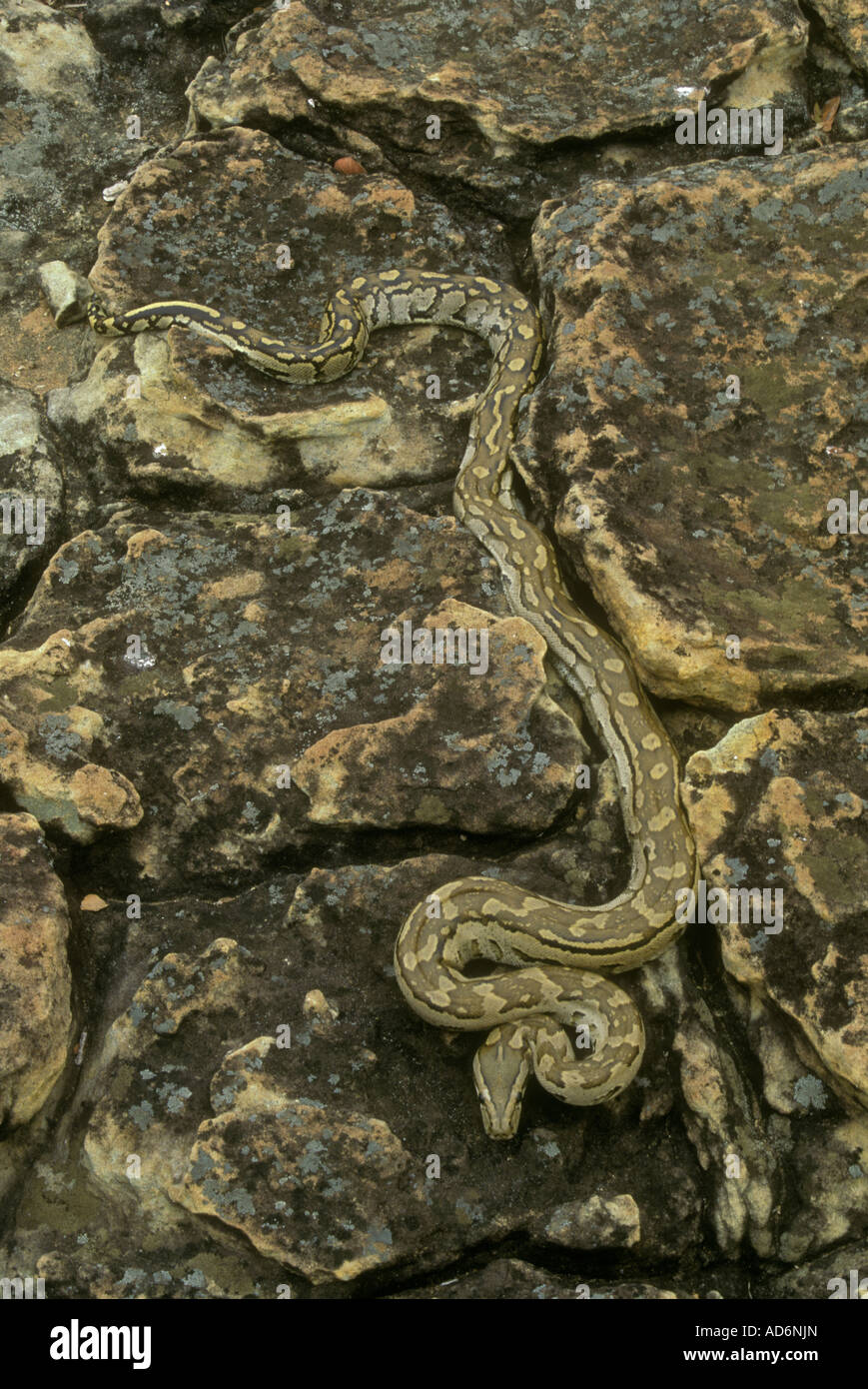 Python pit hi-res stock photography and images - Alamy