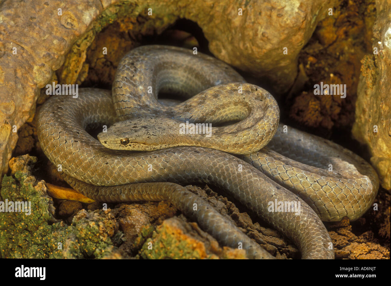 Rarest Snake In The World