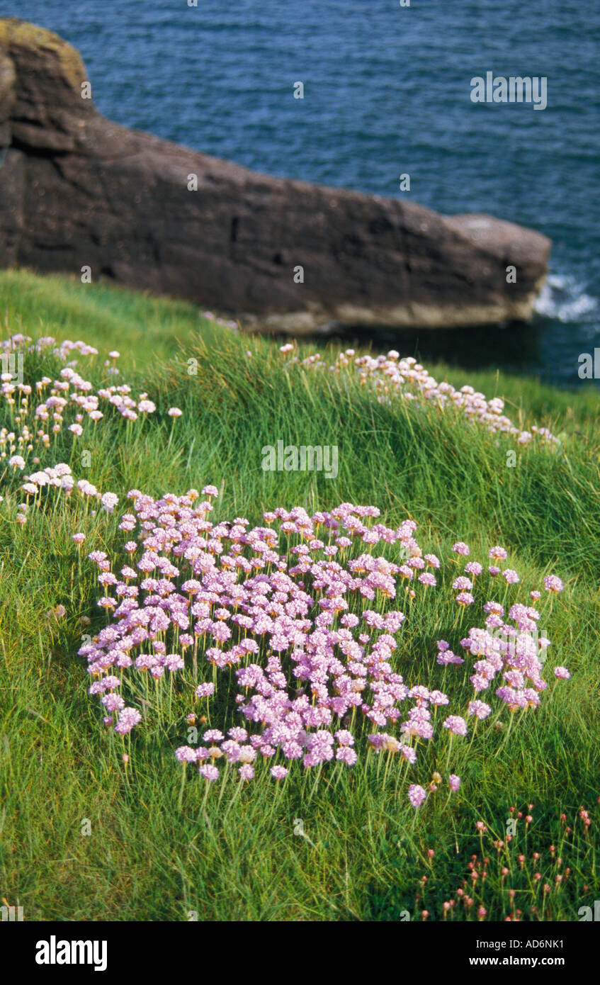 Dunmore East Cliff High Resolution Stock Photography and Images - Alamy