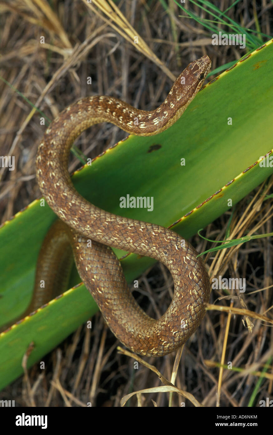 Antiguan Racer Alsophis antiguae Antigua and Barbuda Eastern Caribbean ...