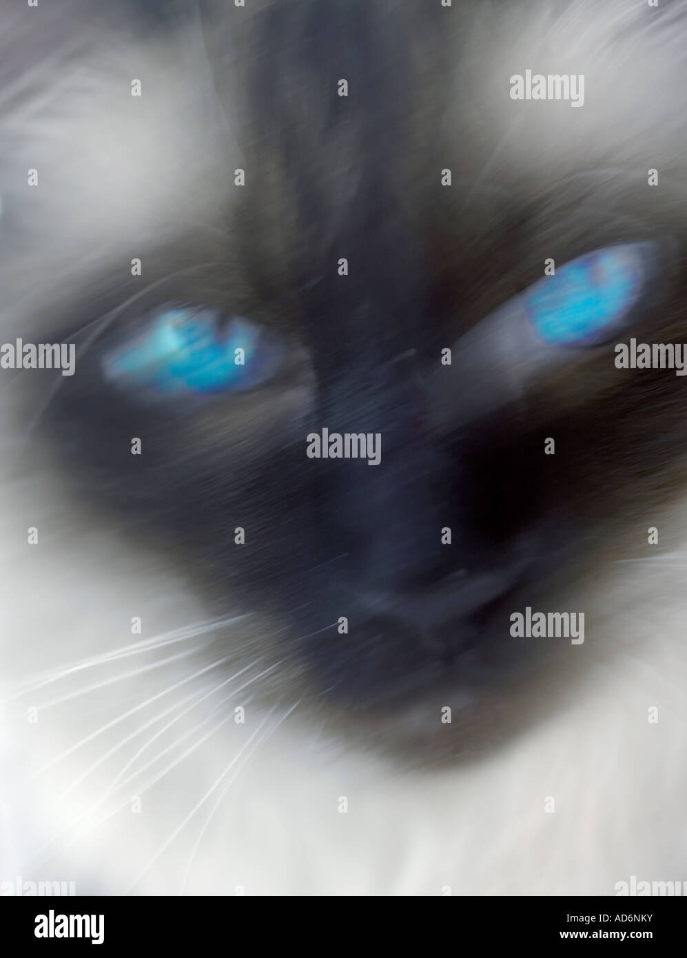 Menacing Feline High Resolution Stock Photography and Images - Alamy