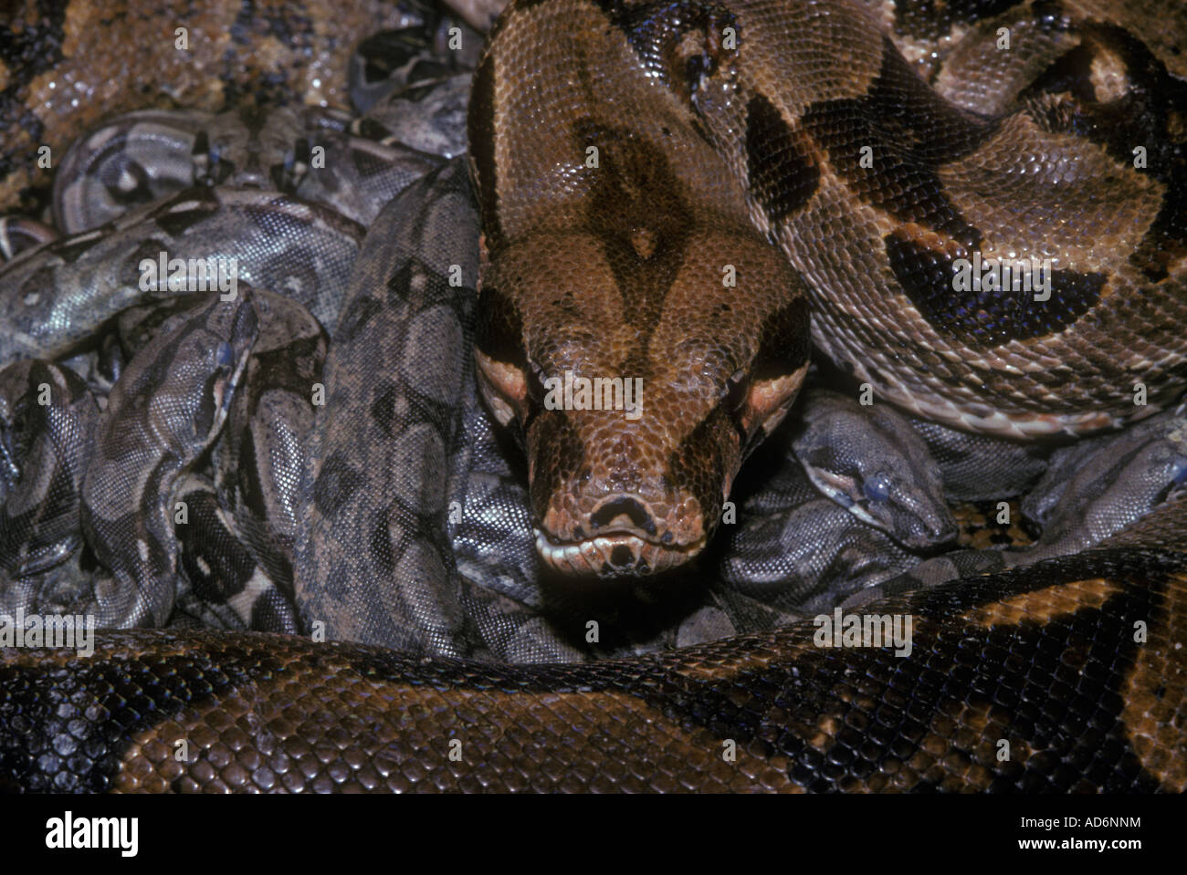 Boa constrictor (Boa constrictor) With young Captive Native from Mexico ...