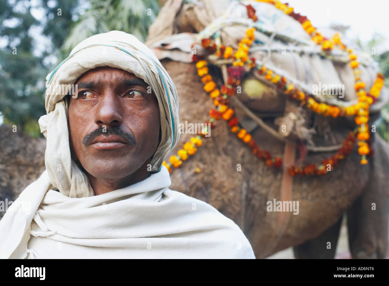 Sideways camel hi-res stock photography and images - Alamy