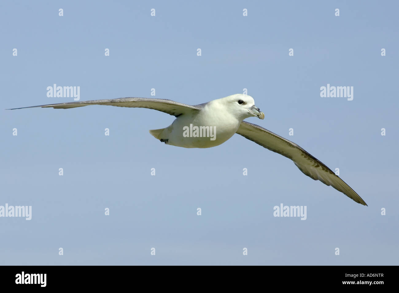 Adult Northern Fulmar in flight Stock Photo - Alamy