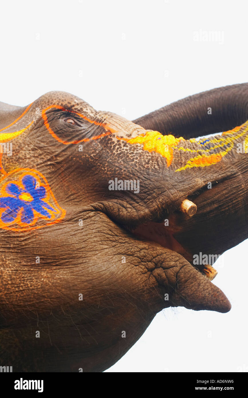 Side angle view indian elephant hi-res stock photography and images - Alamy