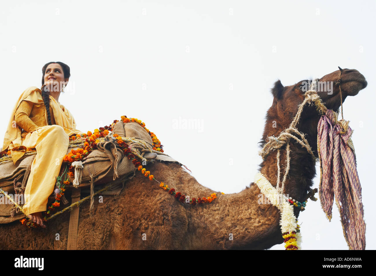 Sideways camel hi-res stock photography and images - Alamy