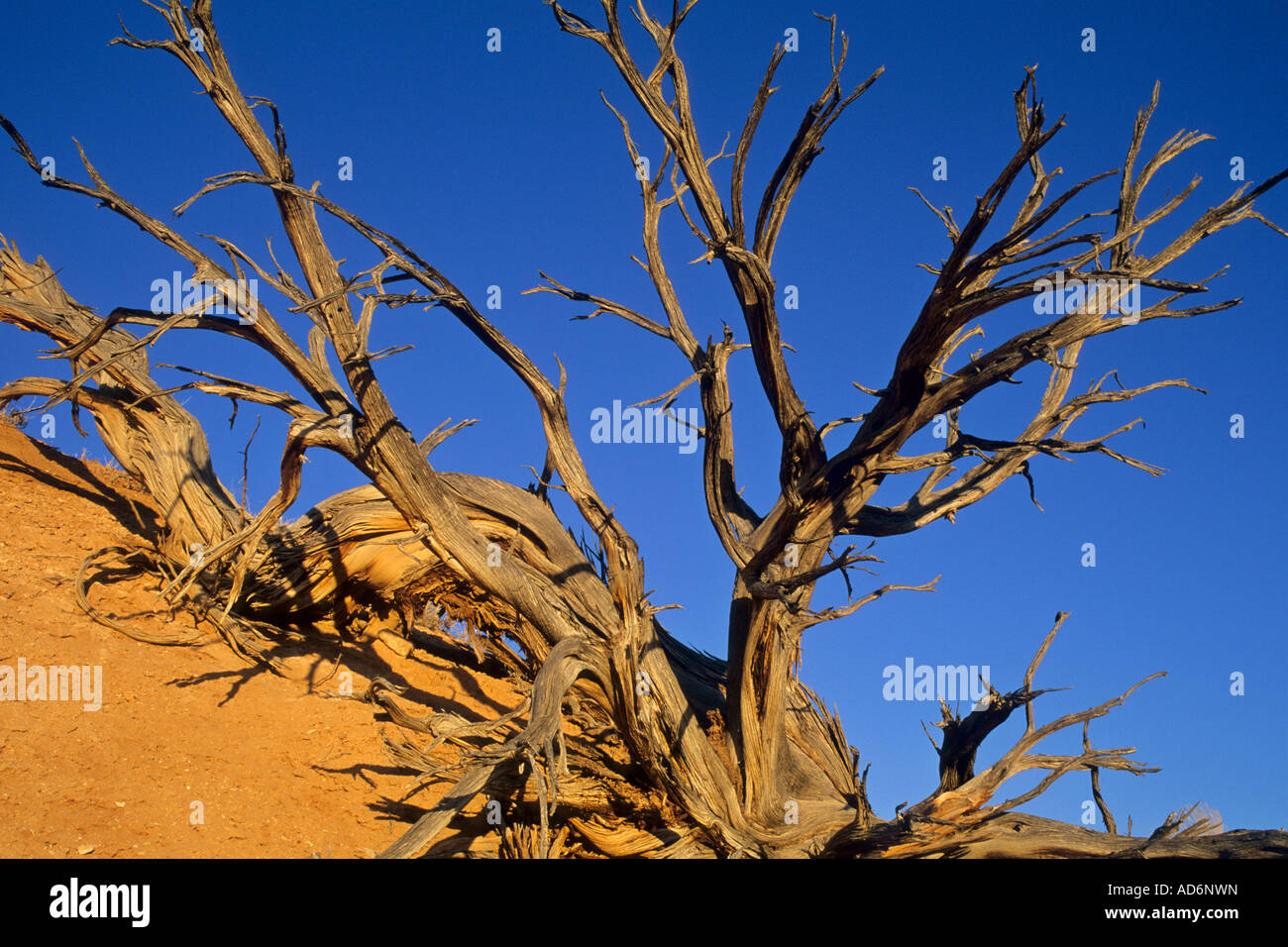Juniper snag at sunset Devil s Garden Natural Area Grand Staircase ...