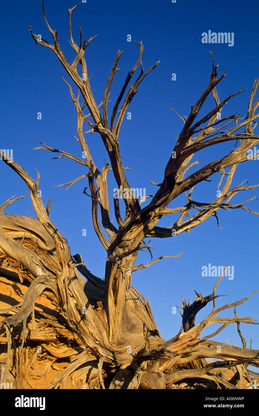 Juniper snag at sunset Devil s Garden Natural Area Grand Staircase ...