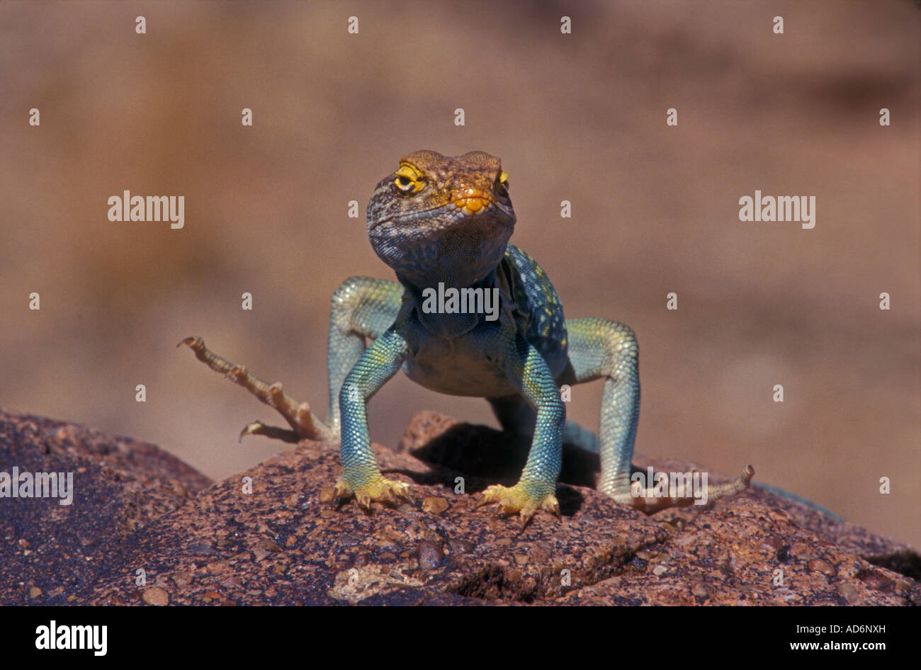 Common Collared Lizard Crotaphytus collaris Colorado thermoregulating Stock Photo - Alamy