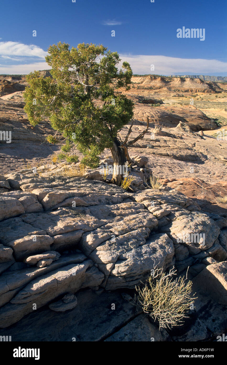 Harris Wash area Hole In The Rock Road region Grand Staircase Escalante ...