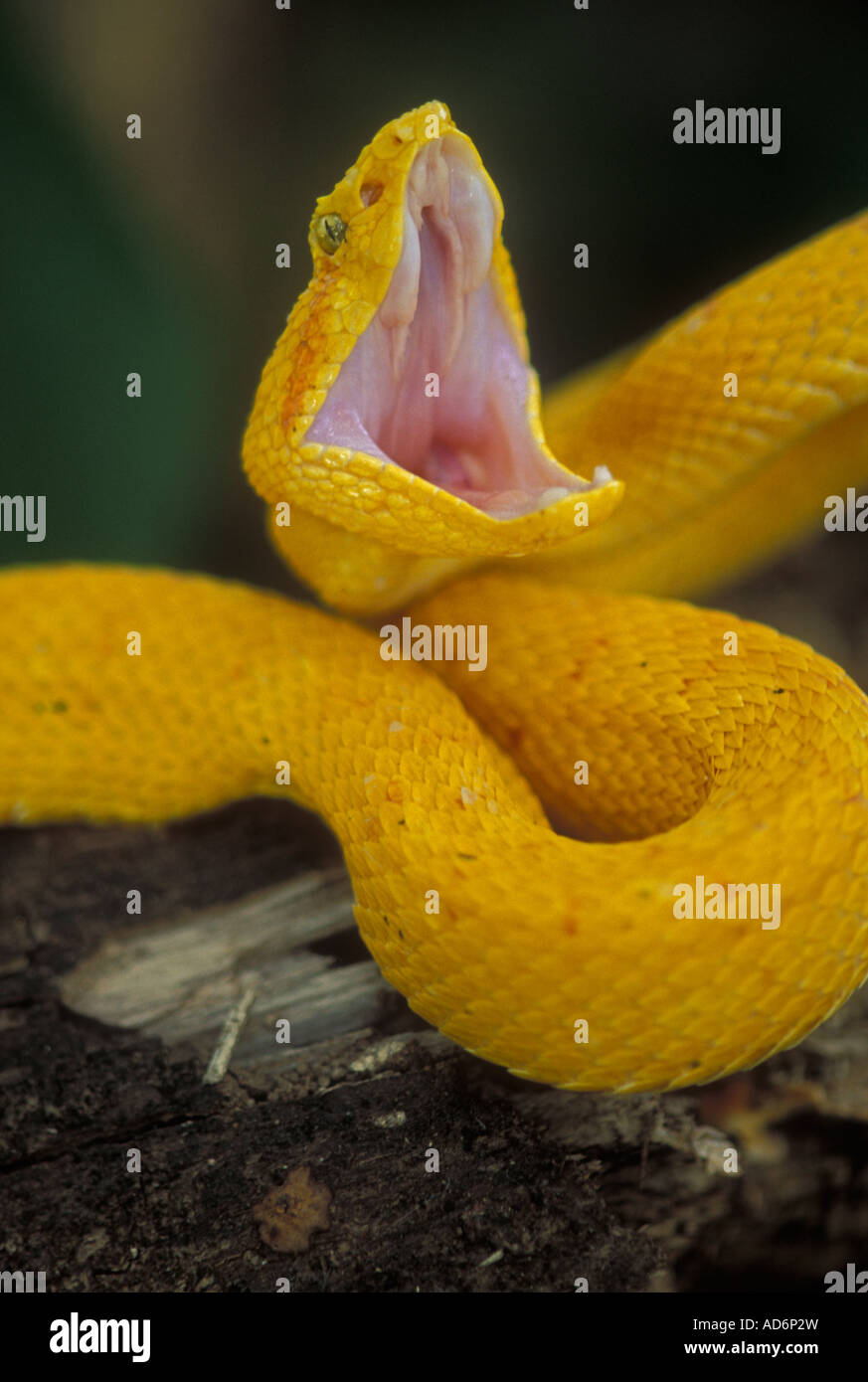 Viper fangs hi-res stock photography and images - Alamy