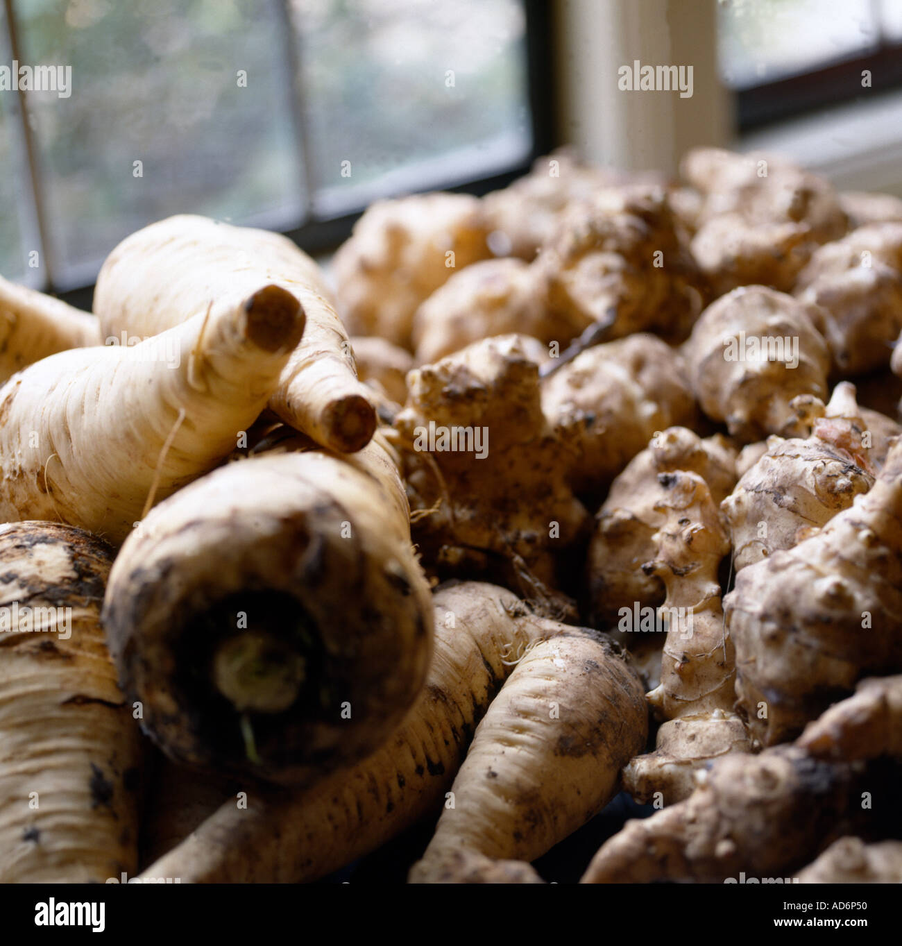 close up of Jerusalem artichokes and parsnips Keywords root vegetables ...