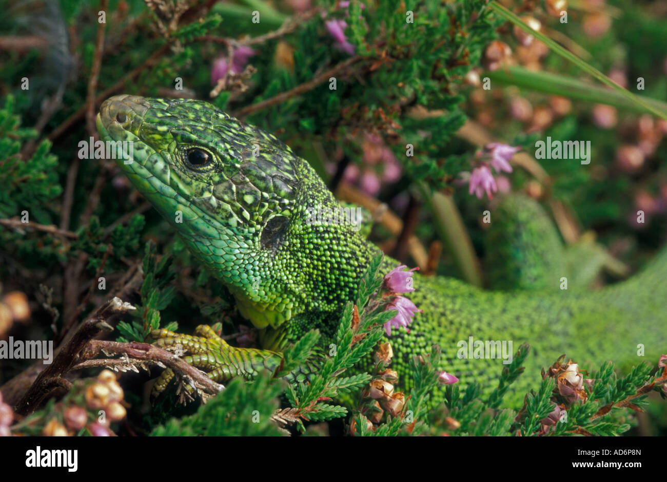 Green Lizard Lacerta viridis Introduced to southern England Western ...