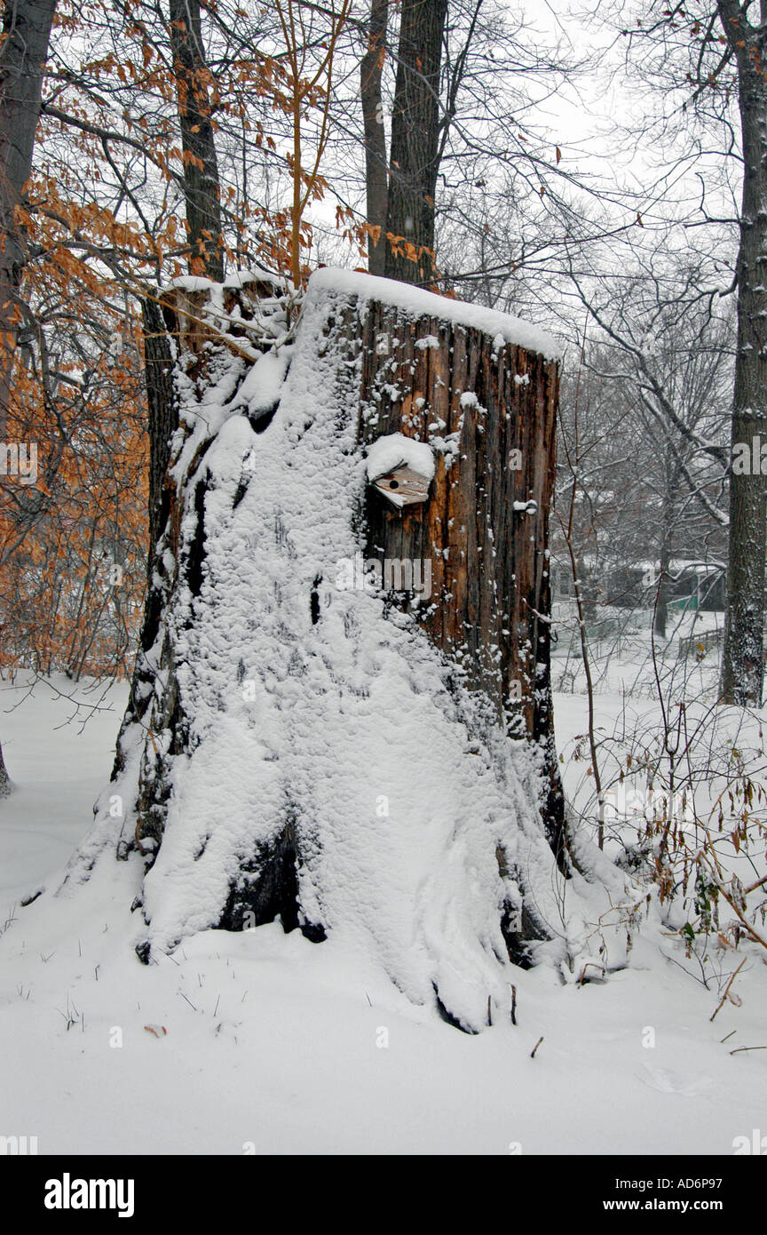 Stump with starling-box in snow, Philadelphia Pennsylvania USA Stock ...