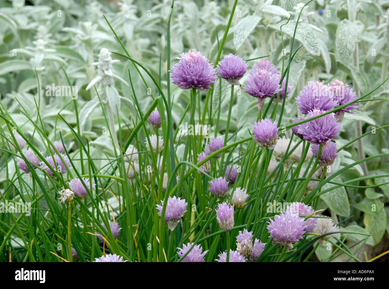 Chive plants hi-res stock photography and images - Alamy