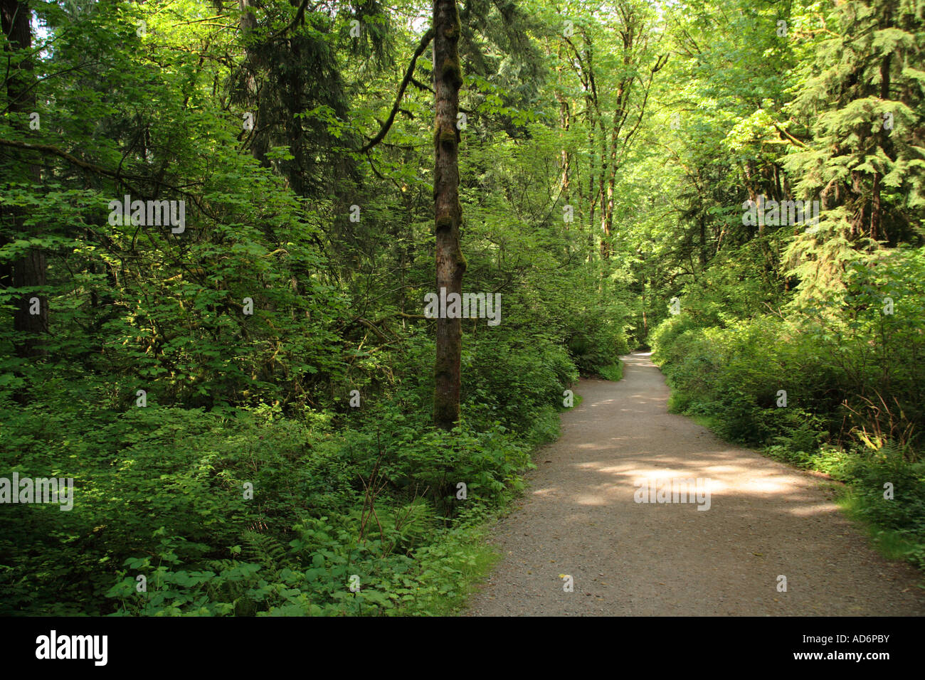 Trail through Forest Stock Photo - Alamy