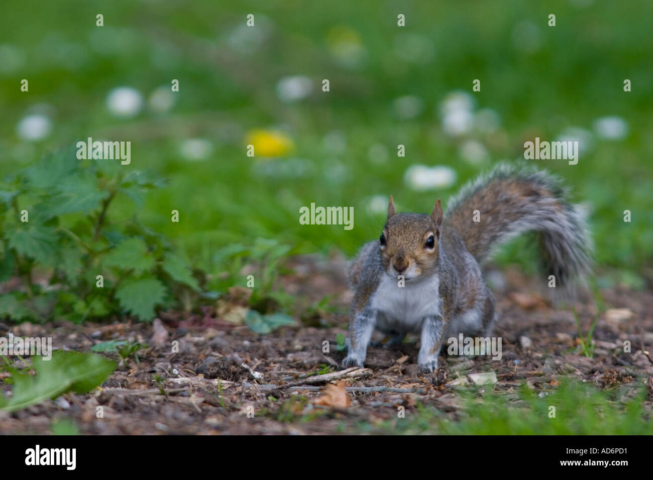 Grey squirrel park ireland hi-res stock photography and images - Alamy
