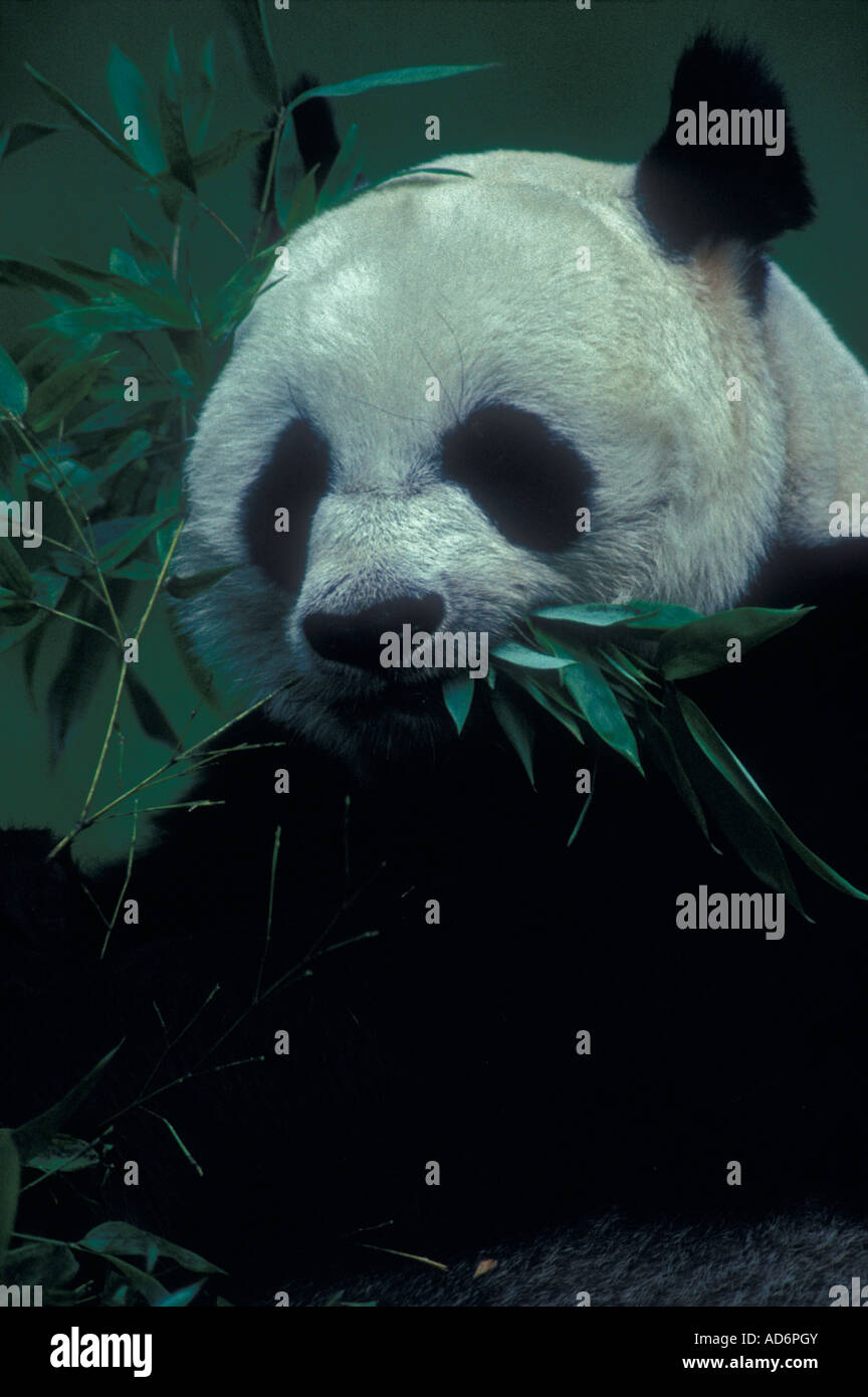 Giant Panda (Ailuropoda melanoleuca) In captivity - Endangered species ...