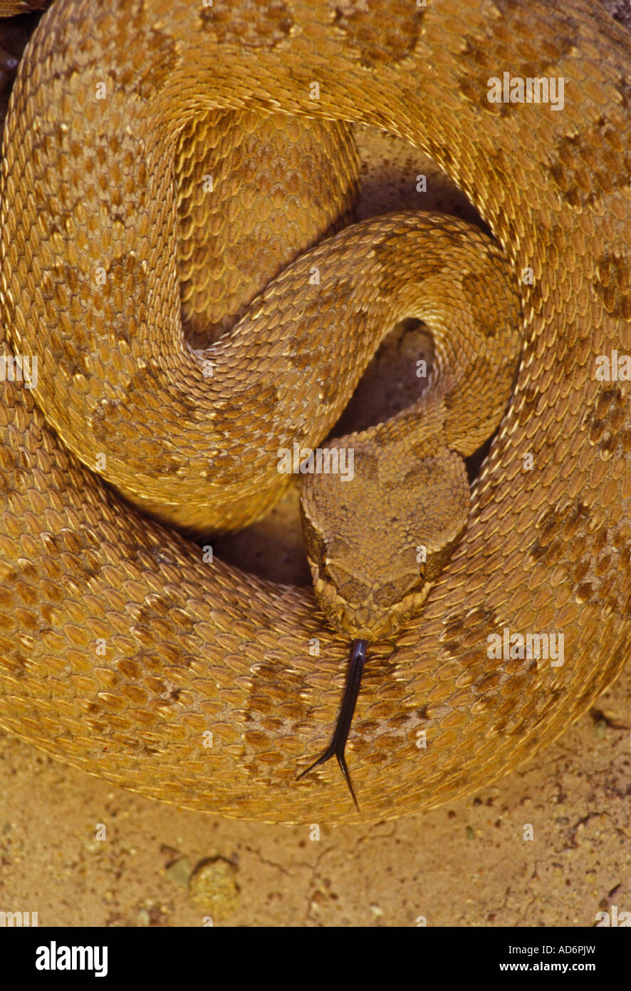 Prairie Rattlesnake Crotalus viridis Colorado Coiled Stock Photo - Alamy