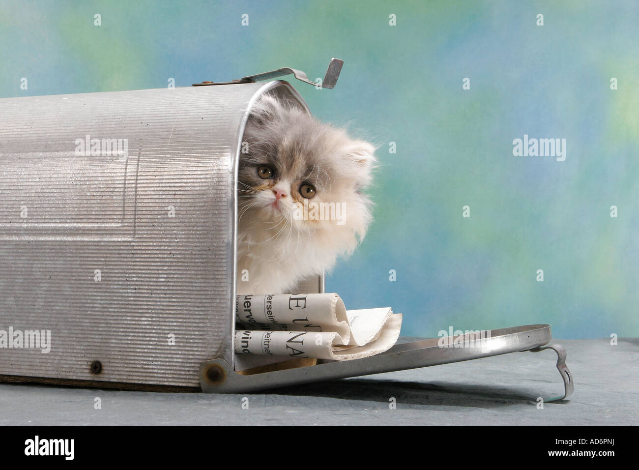 Persian kitten in letterbox Stock Photo - Alamy