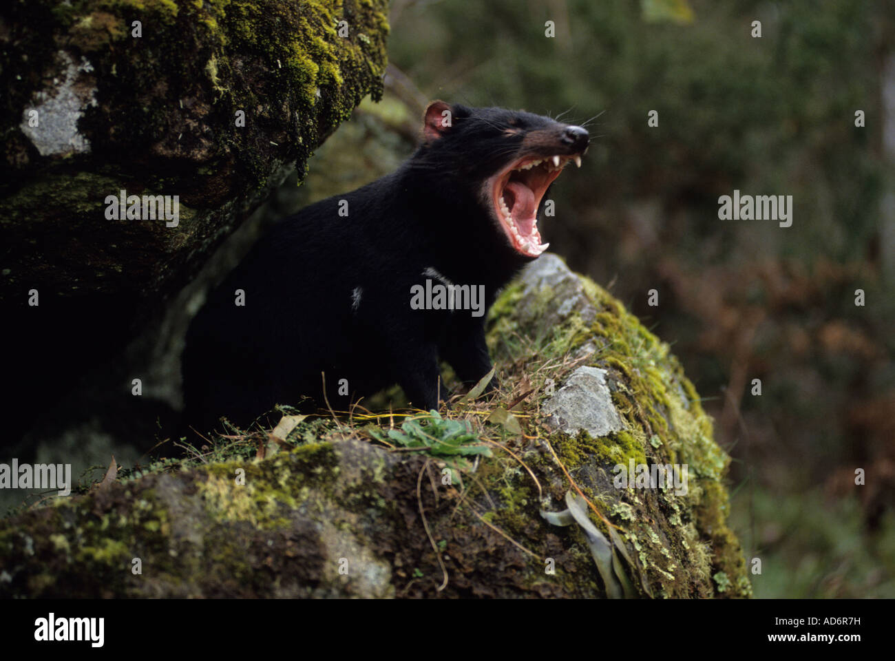 Tasmanian devil cartoon hi-res stock photography and images - Alamy