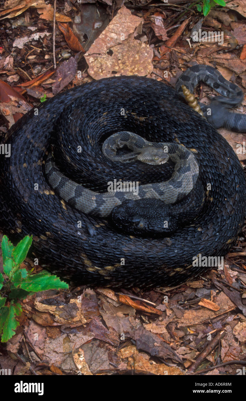 Timber Rattlesnake Crotalus horridus Mother and new born young Pennsylvania Stock Photo - Alamy