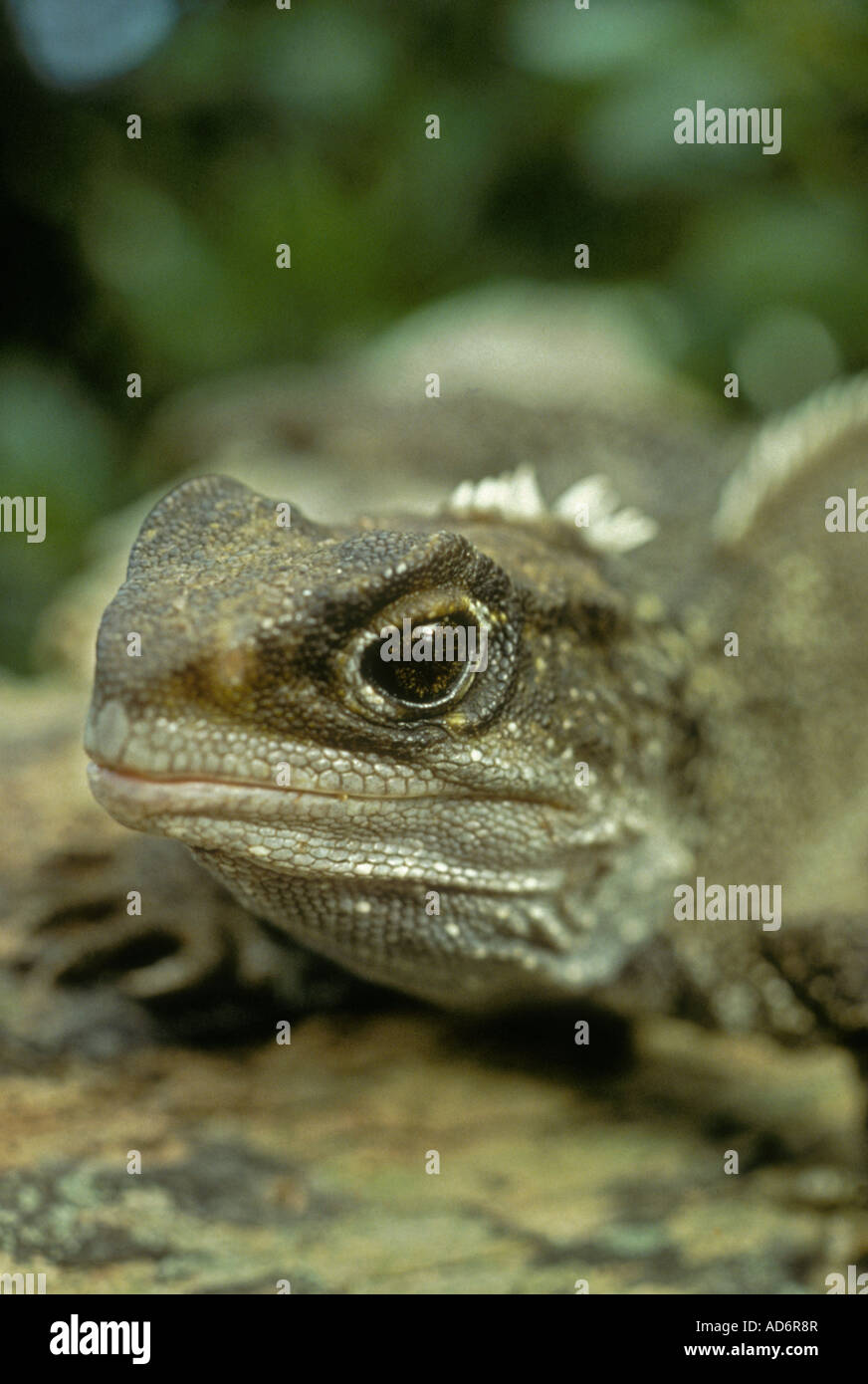 Tuatara Classification