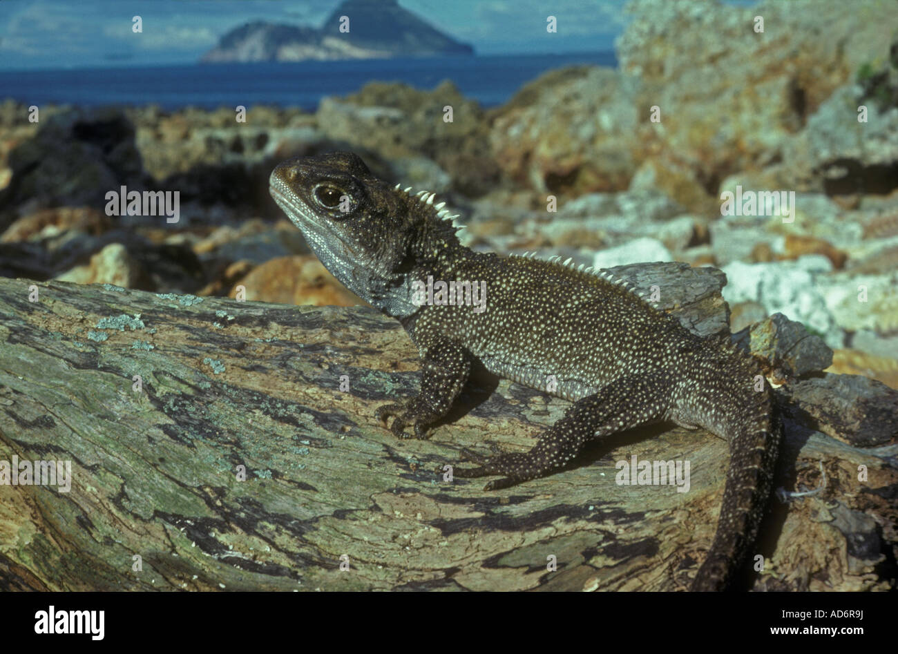 Rhynchocephalia hi-res stock photography and images - Alamy