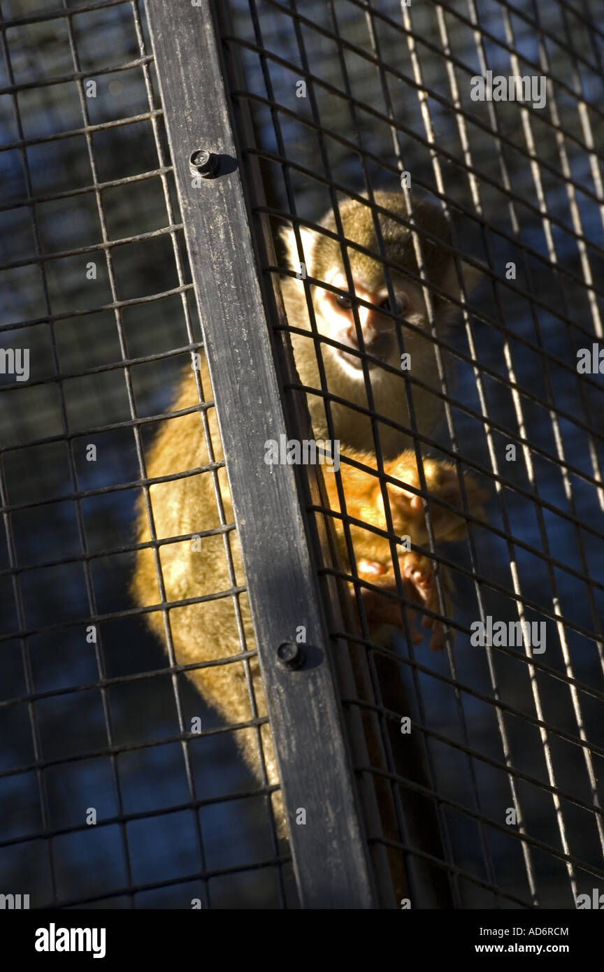 Monkey small cage hi-res stock photography and images - Alamy