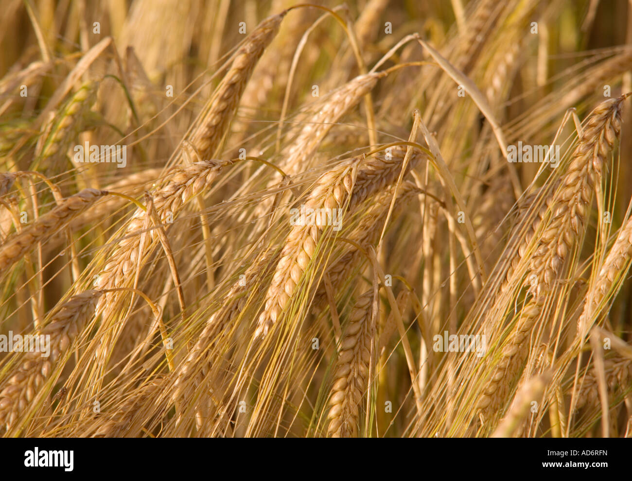 Malting barley hi-res stock photography and images - Alamy
