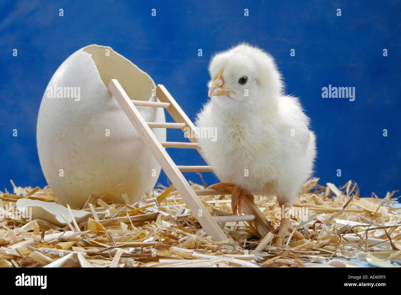 chick on ladder next to egg Stock Photo - Alamy