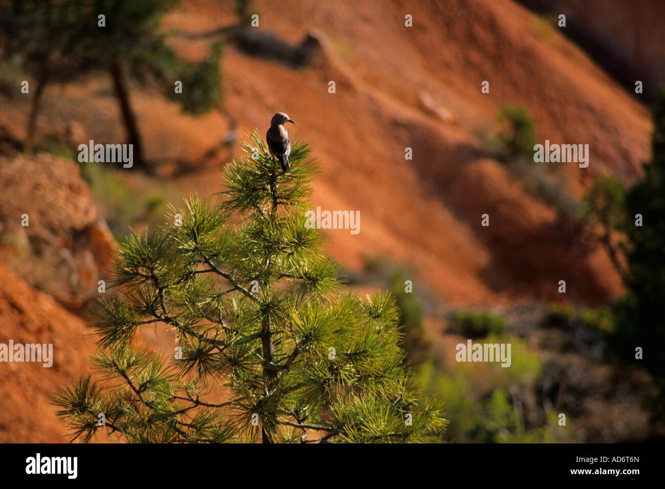 Bird in tree top Sunset Point Bryce Canyon National Park UTAH Stock ...