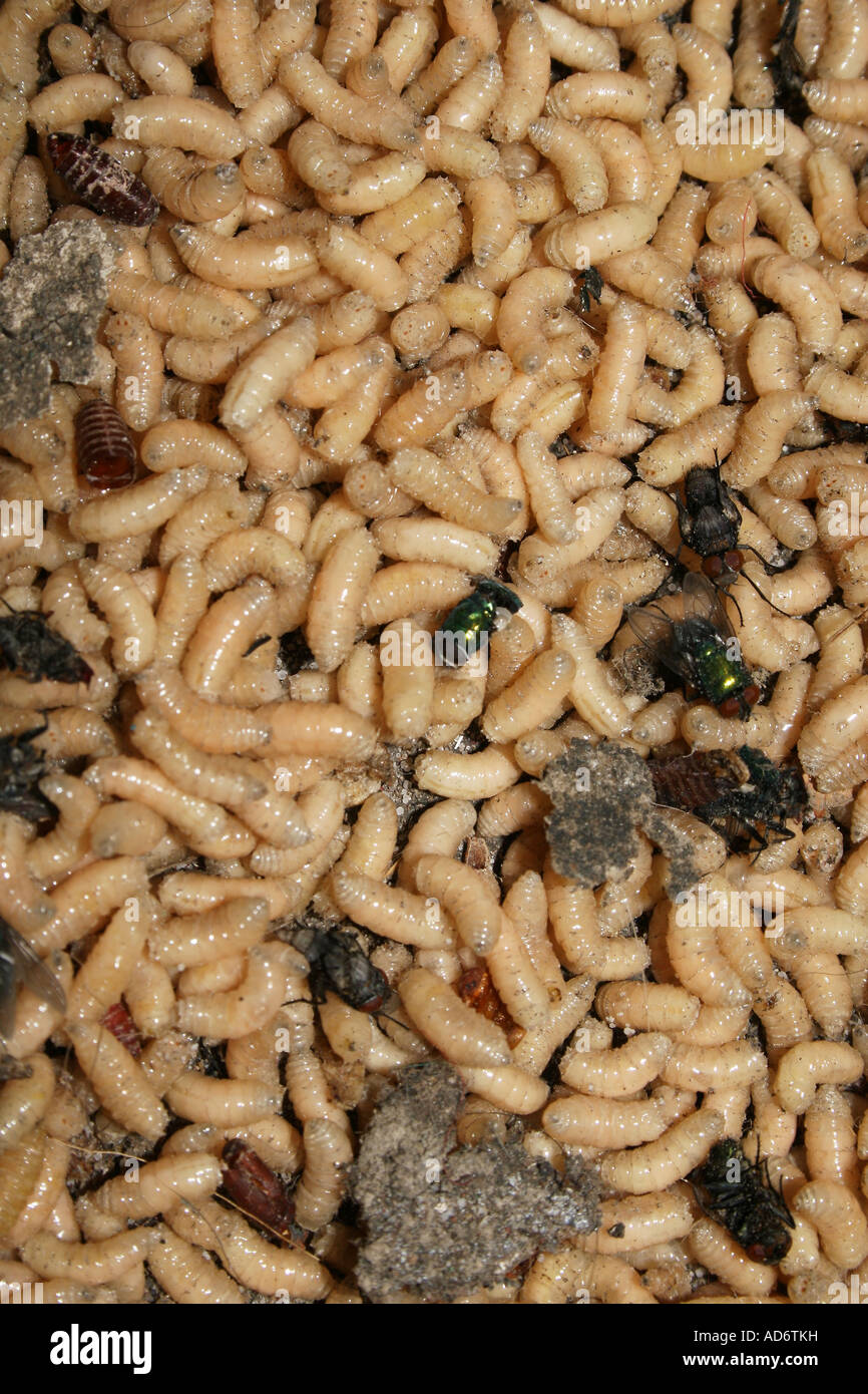 Maggots rotten hi-res stock photography and images - Alamy