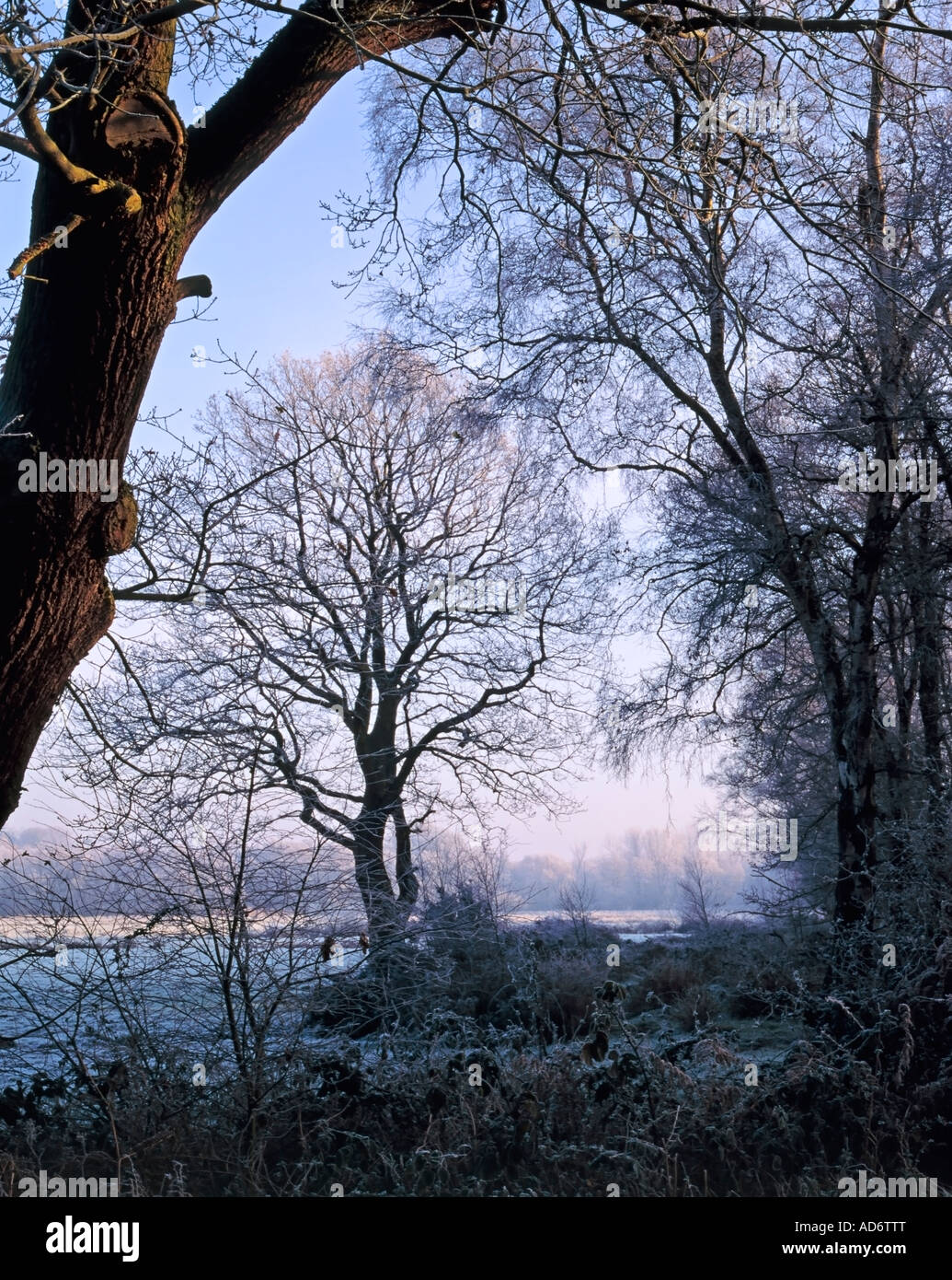 Frosty Winter Morning, Winter Scene, Norfolk, East Anglia, England ...