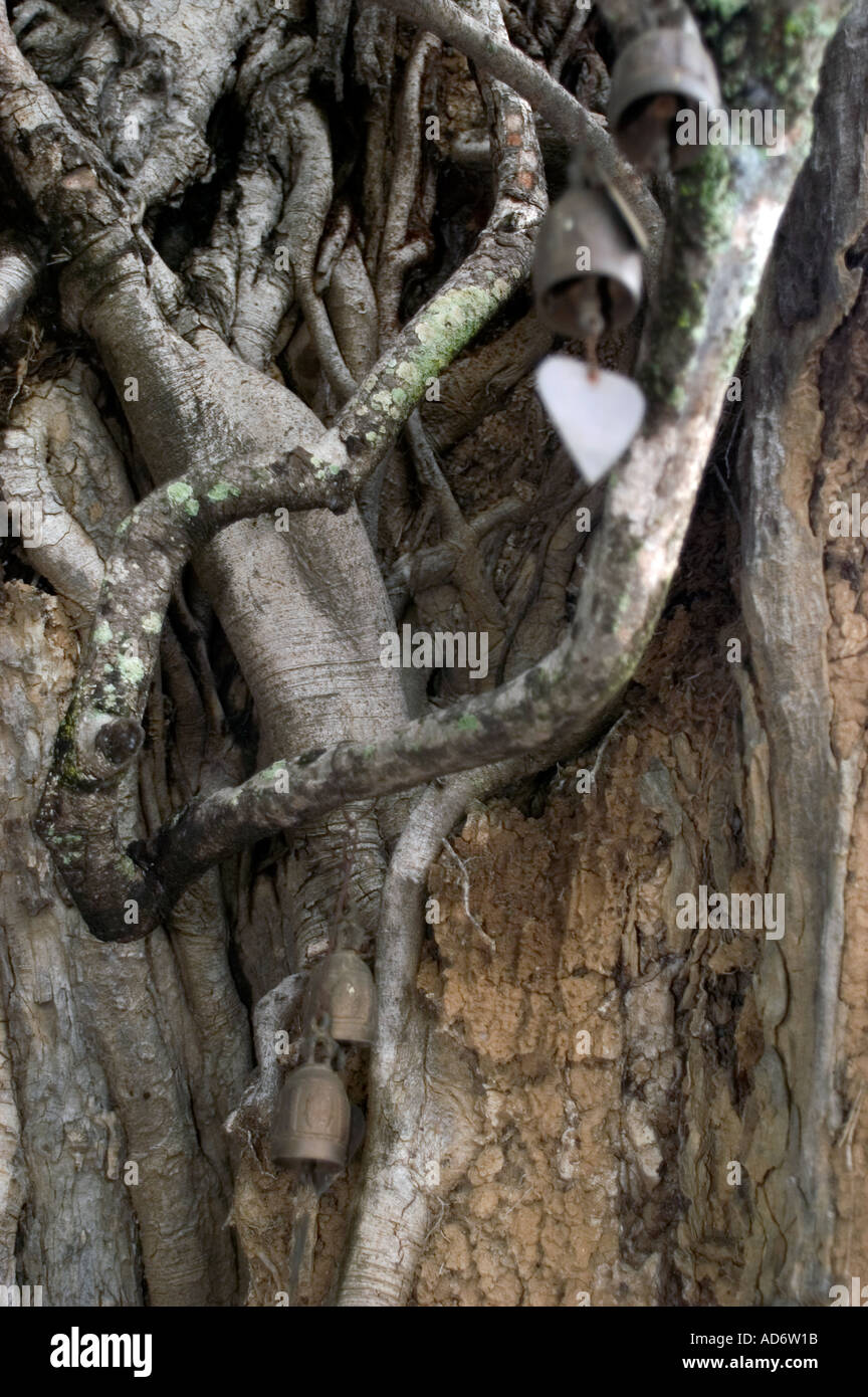 Holy tree at Bang Pain Palace Thailand Stock Photo - Alamy