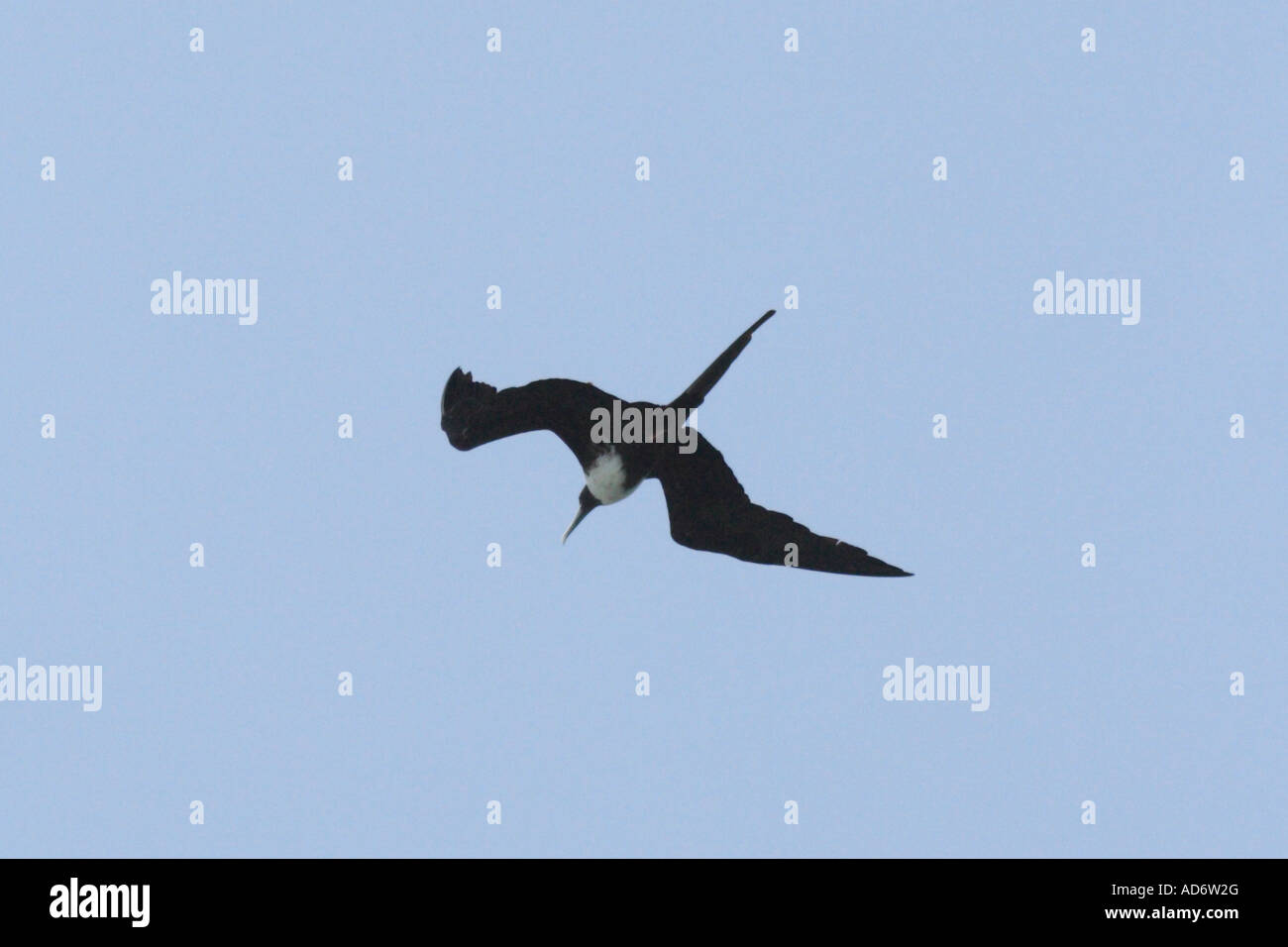 Black Albatross, Rosario Island, Bolivar, Caribbean, Colombia, South ...