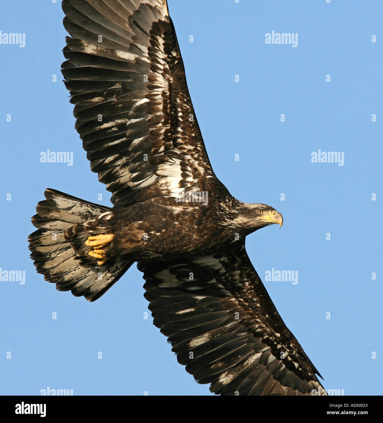 An immature bald eagle soars in the blue sky in Amesbury, Massachusetts Stock Photo - Alamy