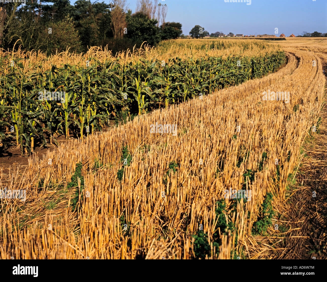 Maize or Corn Field Agriculture Stock Photo - Alamy