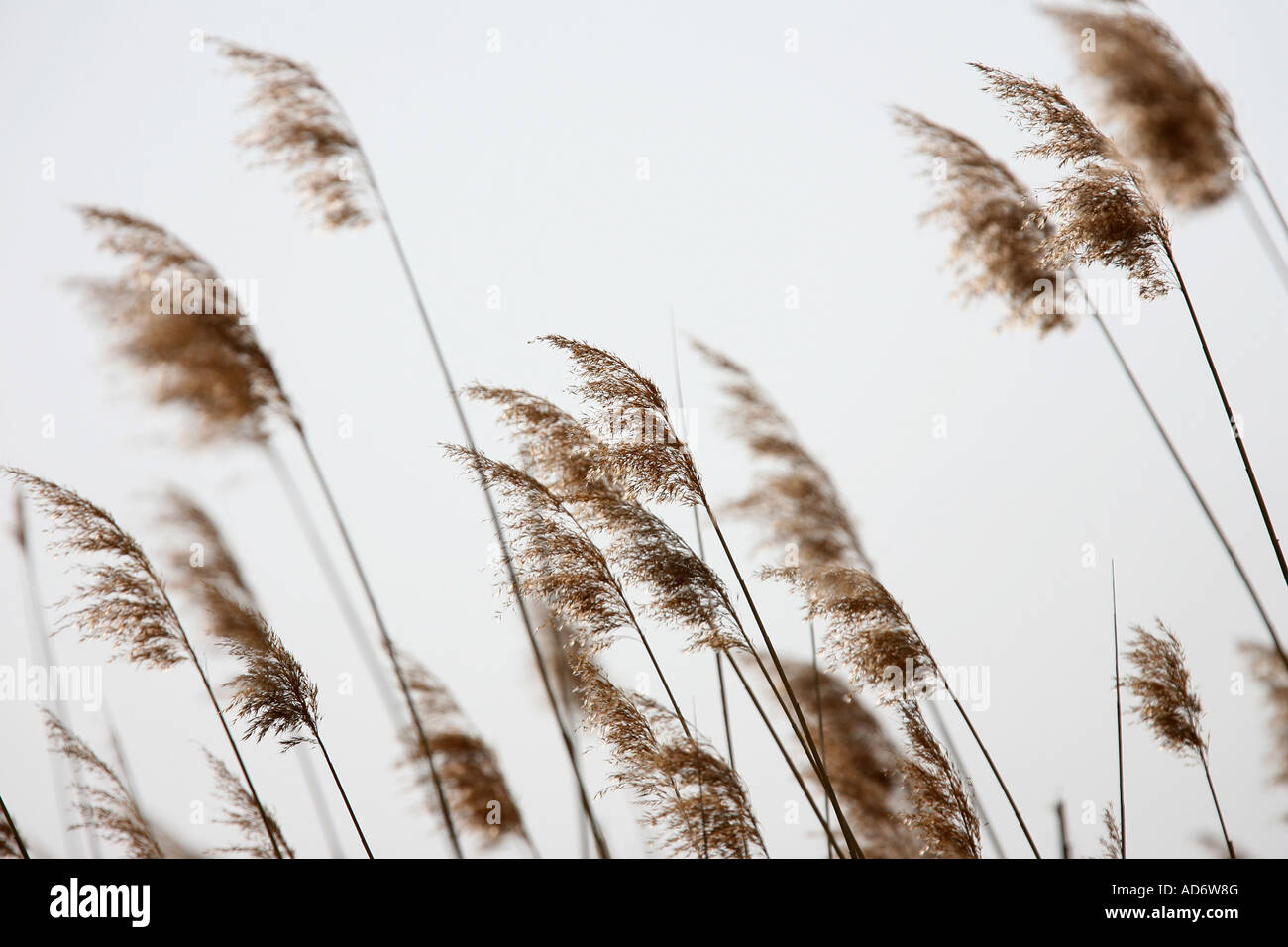 Marsh grasses in the wind Stock Photo - Alamy