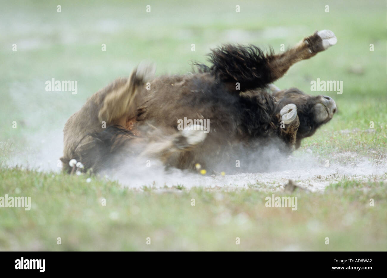 Bison Bison bison buffalo rolling in the dust in Yellowstone USA Stock ...